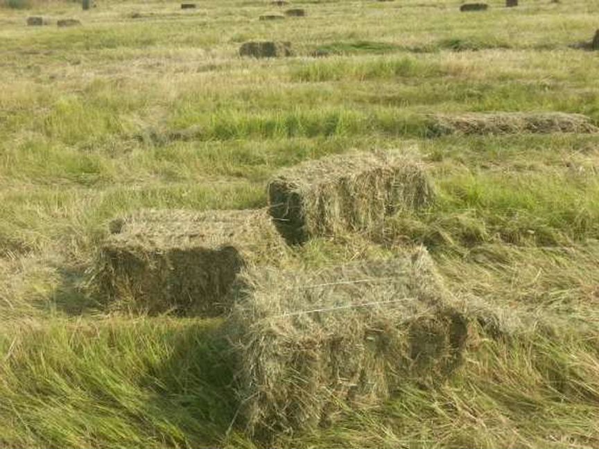Сено в квадратных тюках