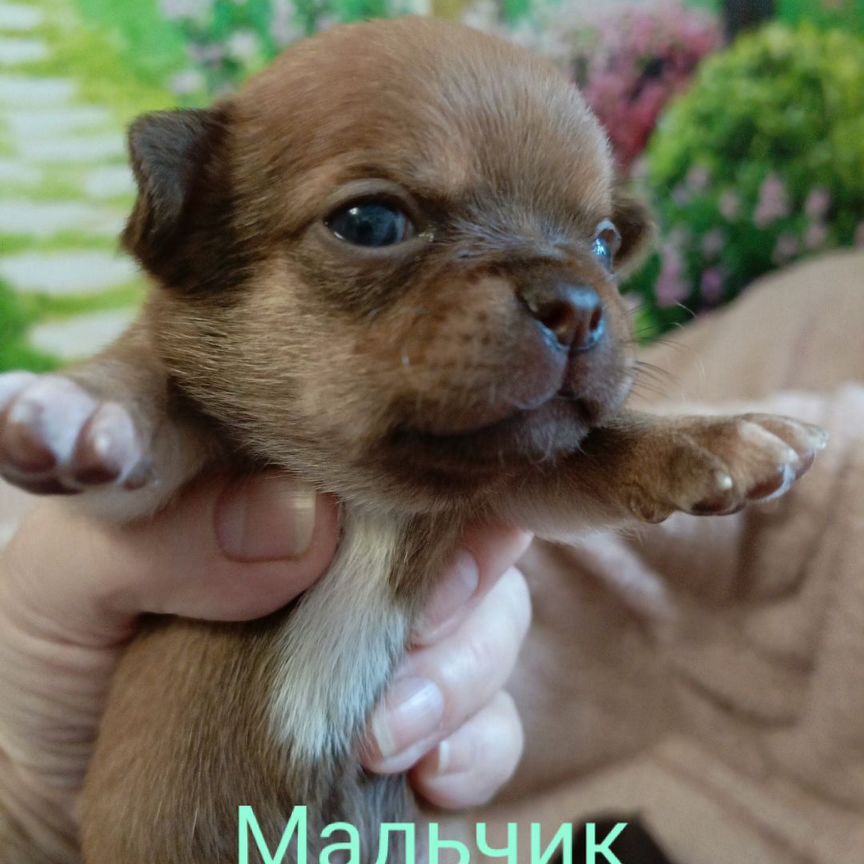 Щенки чихуахуа мини