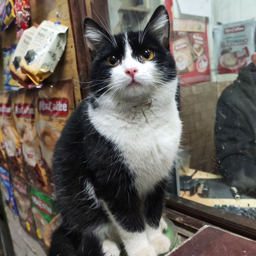 Котик в хорошие руки
