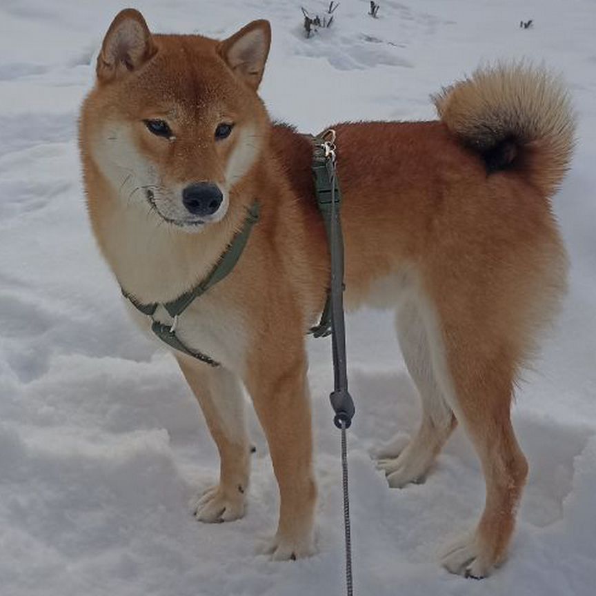 Вязка с кобелем