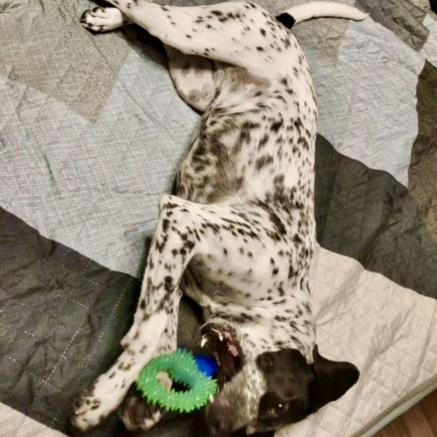 Далматин, взрослая собака