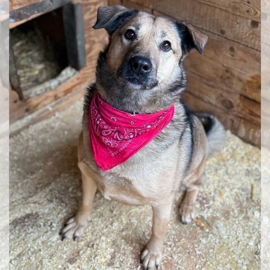 Взрослая собака в добрые руки