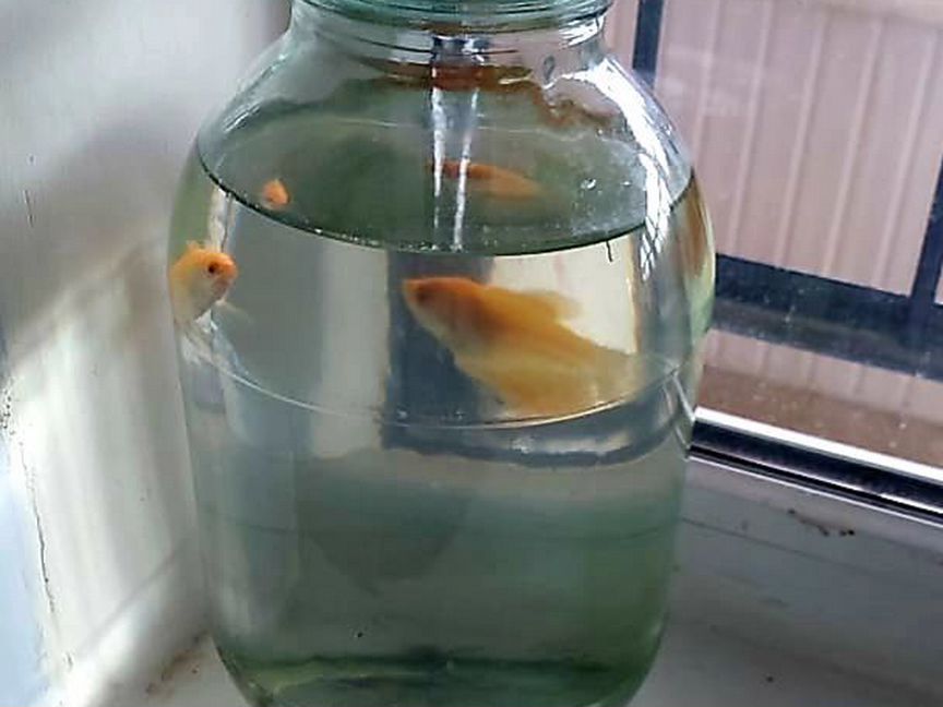 Медовый Гурами