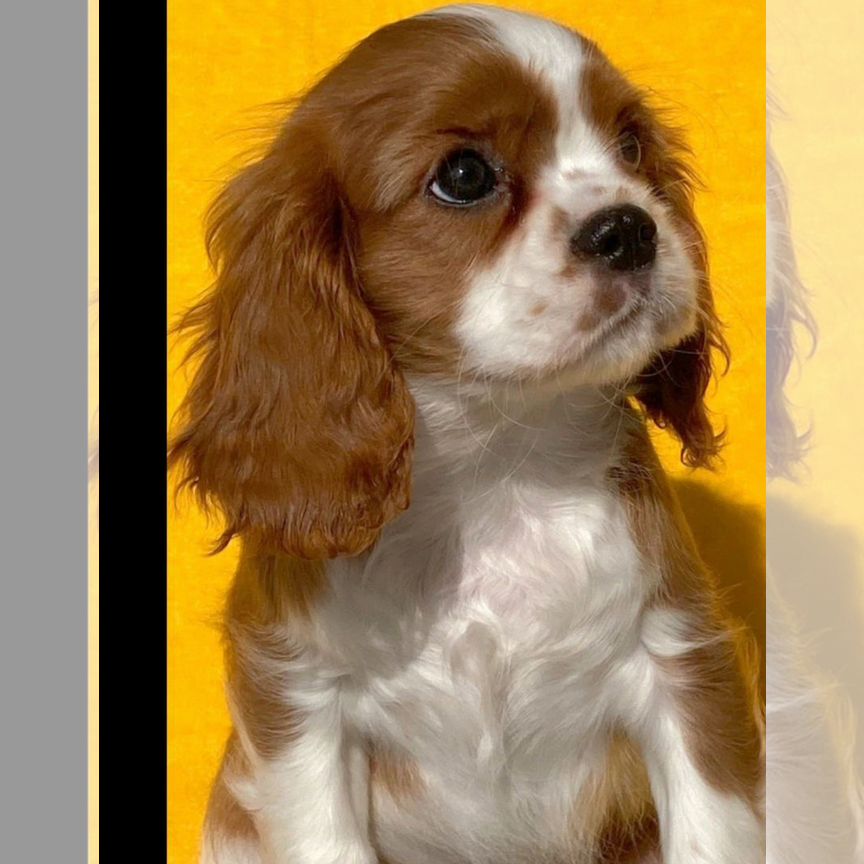 Кавалер кинг-чарльз-спаниель, щенок