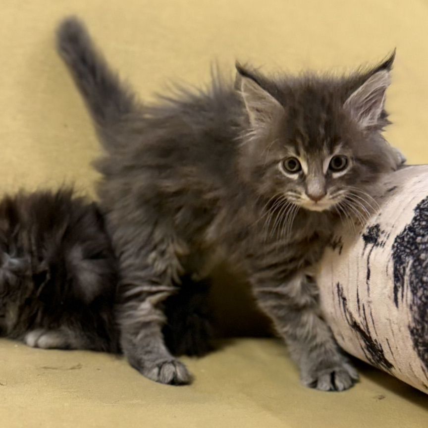 Мейн-кун котёнок