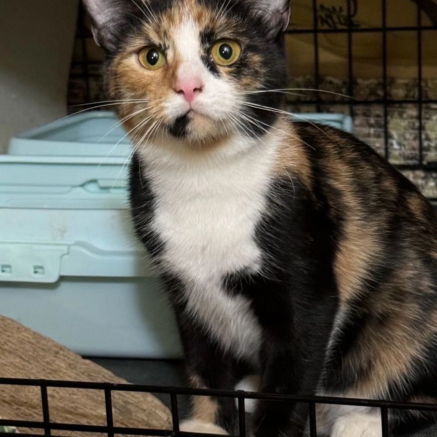 Котенок в добрые оуки