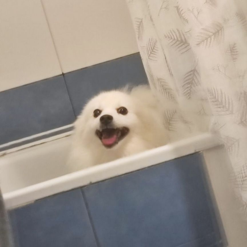 Японский шпиц