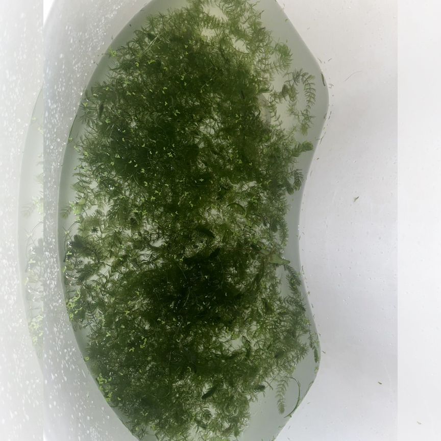 Отдам роголистник