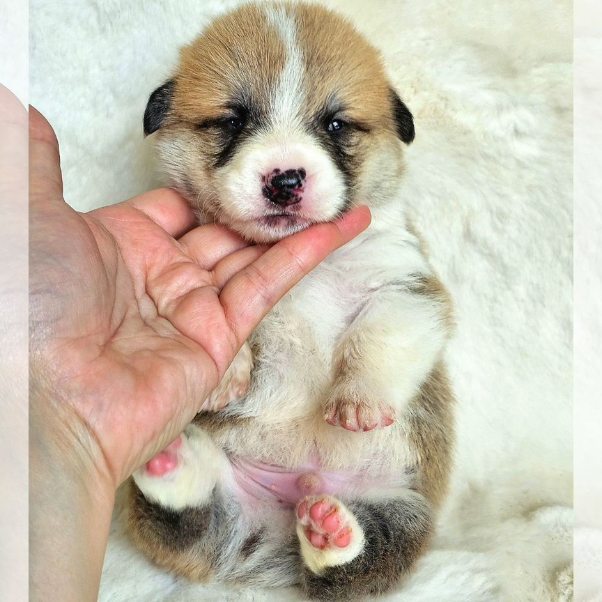 Вельш Корги Пемброк, щенок