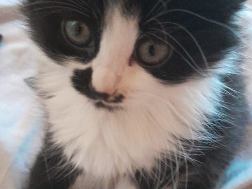 Кошка