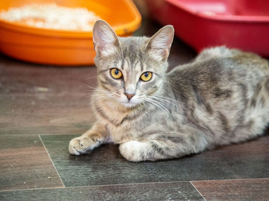Котик в дом бесплатно