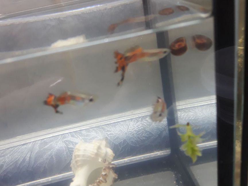 Аквариумные рыбки гуппи