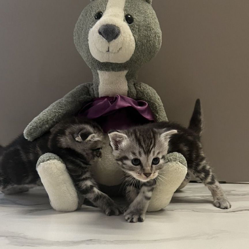 Котята в добрые руки 1 месяц