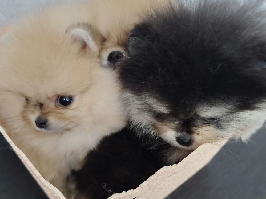 Померанский шпиц