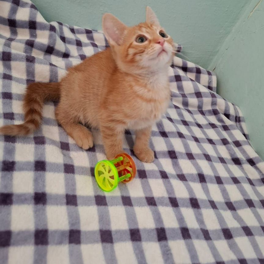 Рыжий котенок