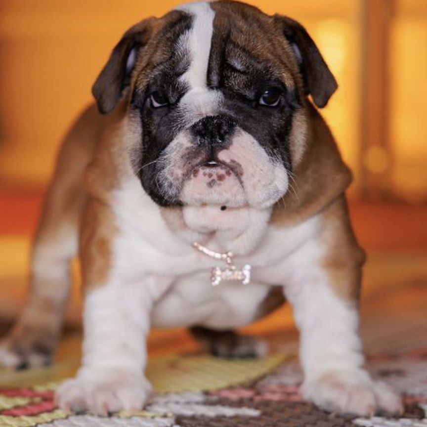 Английский бульдог, щенок