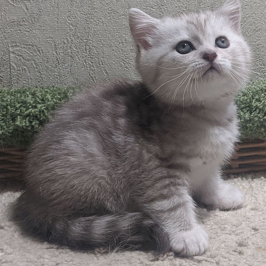 Британский короткошёрстный котёнок