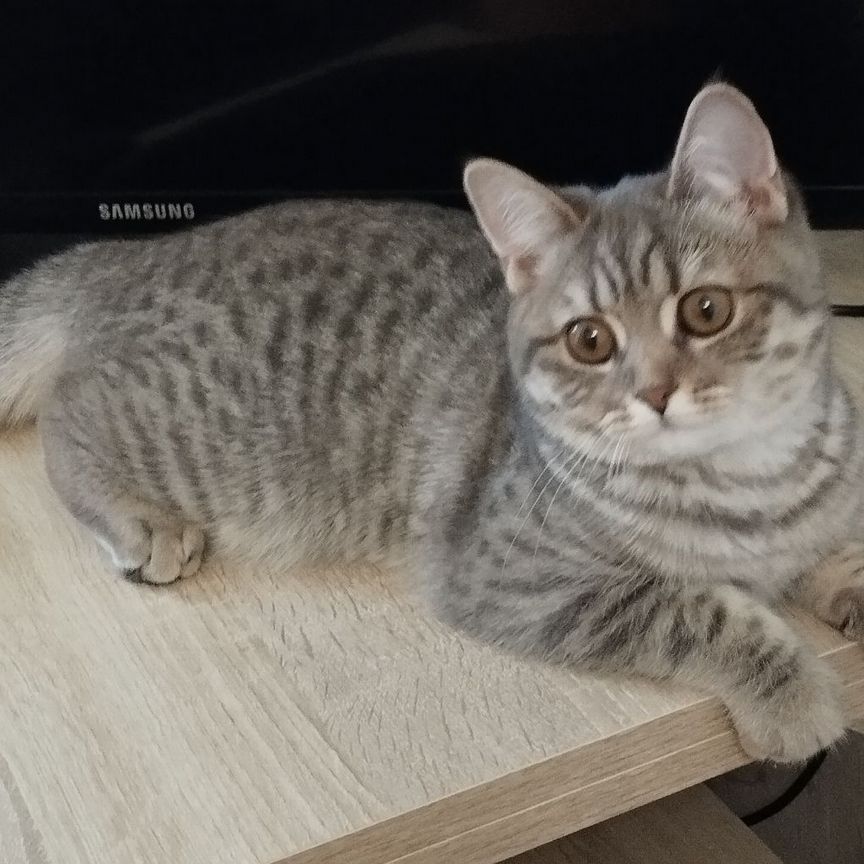 Шотландский вислоухий короткошёрстный котёнок