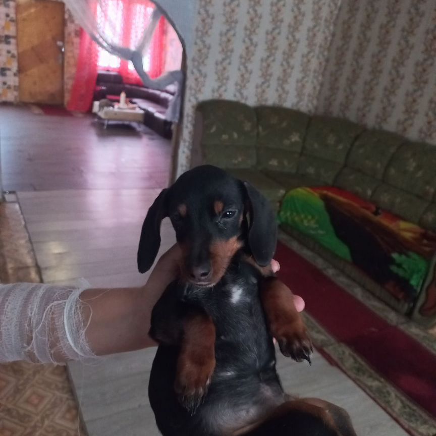 Такса щенок в добрые руки