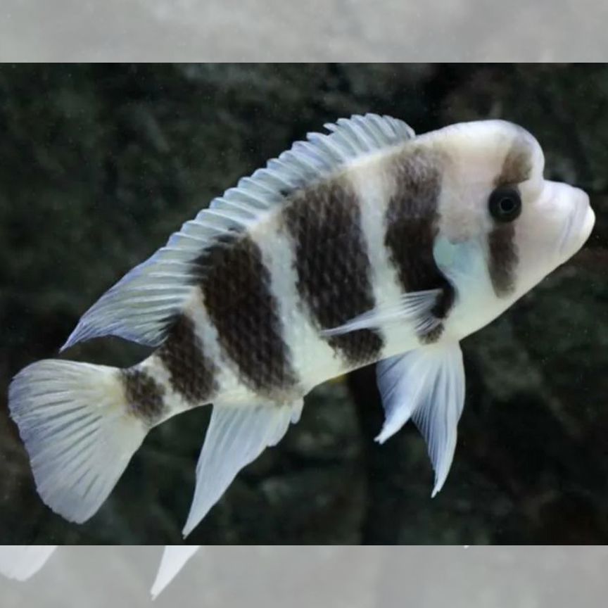 Фронтоза Королева Танганьики