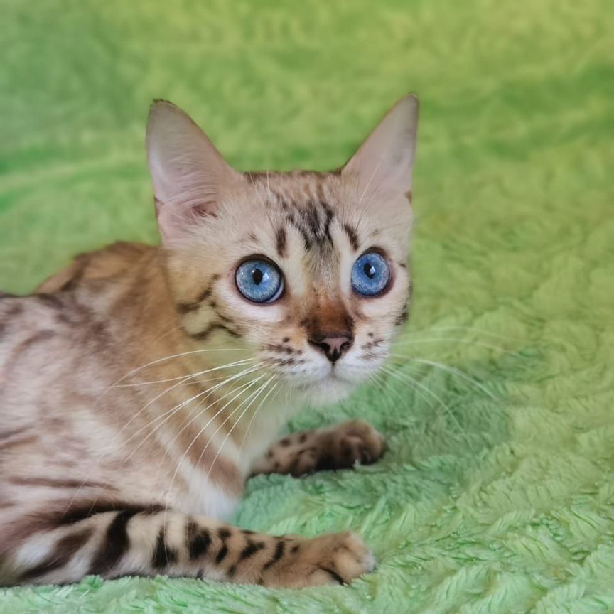 Бенгальская красавица