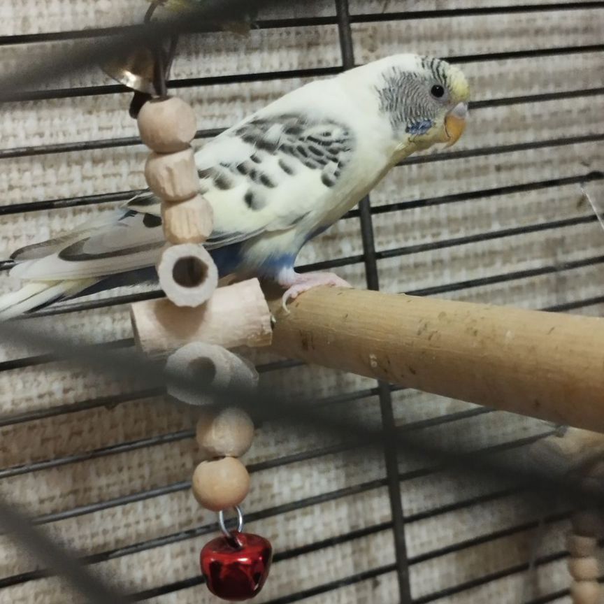 Волнистый попугай