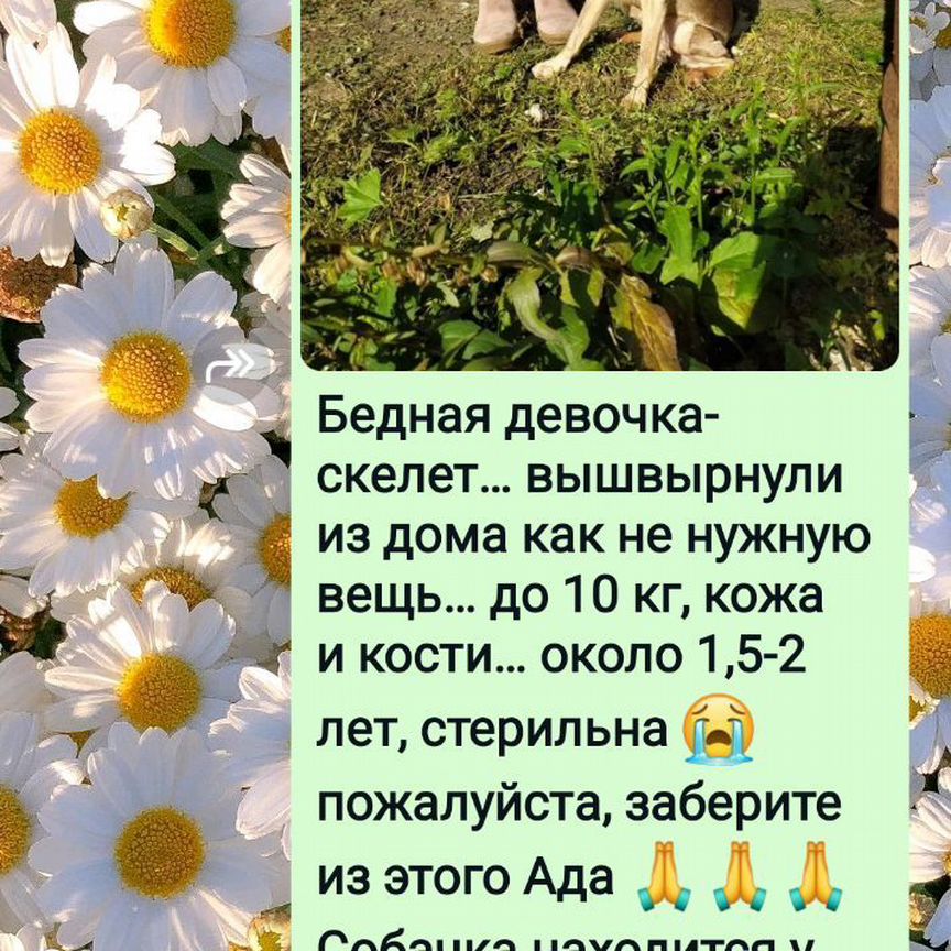 Кожа и кости из отлова, выбросил хозяин
