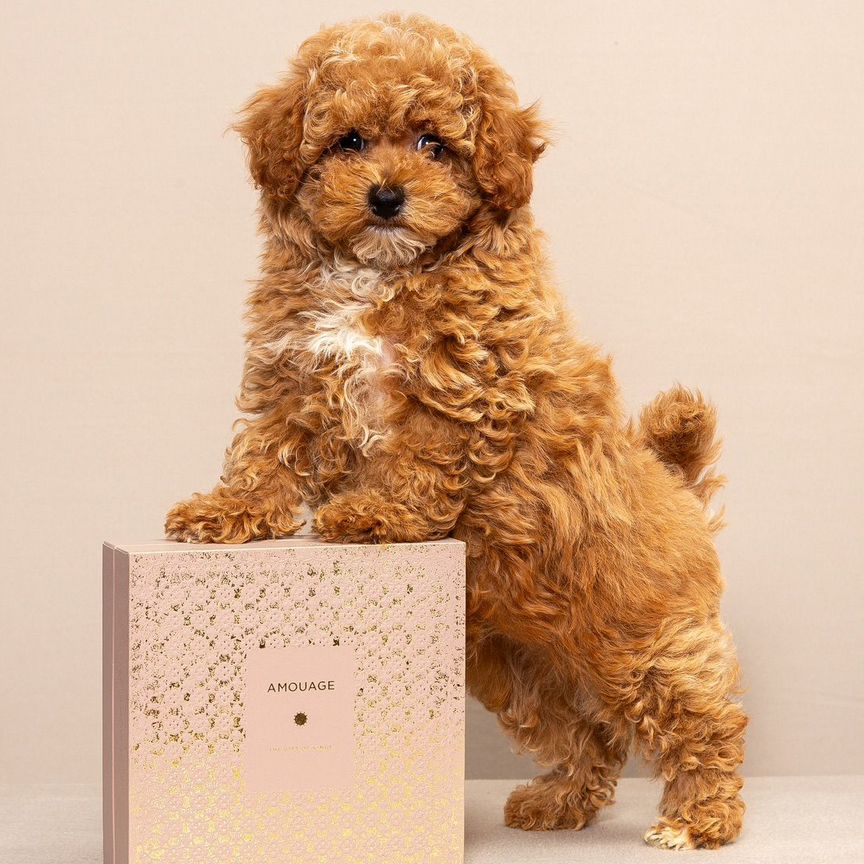 Мальтипу, щенок