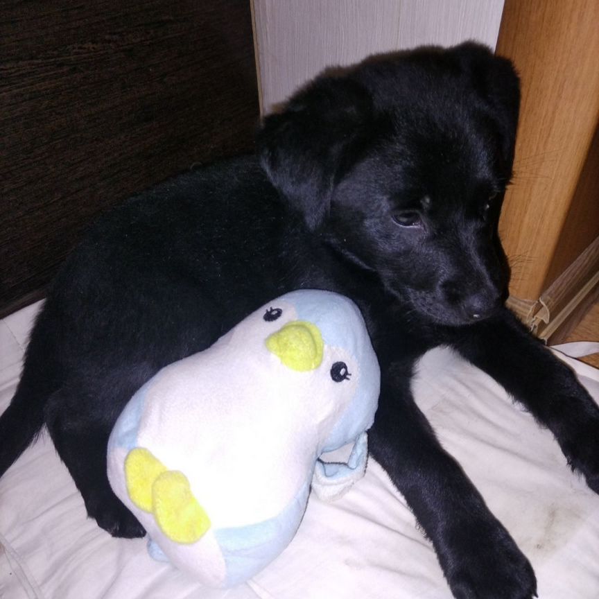 Щенок