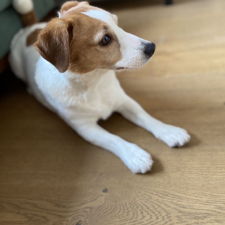 Умнейший Джек рассел терьер ищет семью