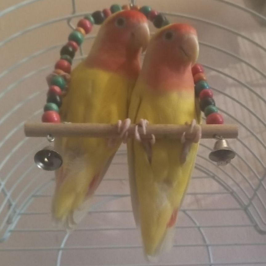 Пара неразлучников