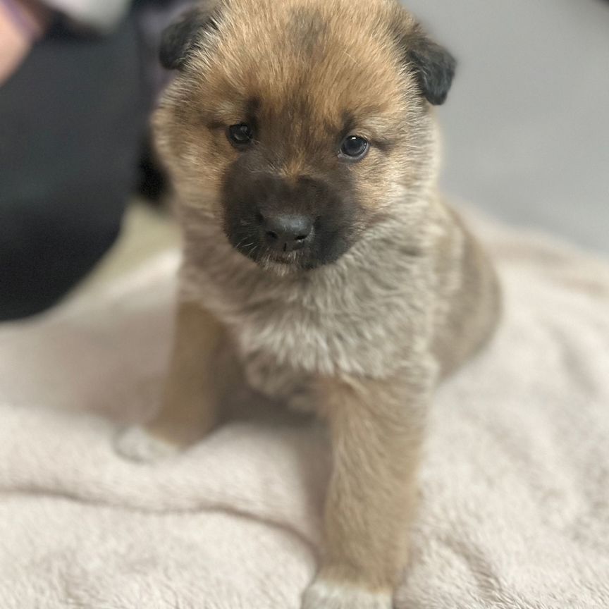 Щенок в добрые руки