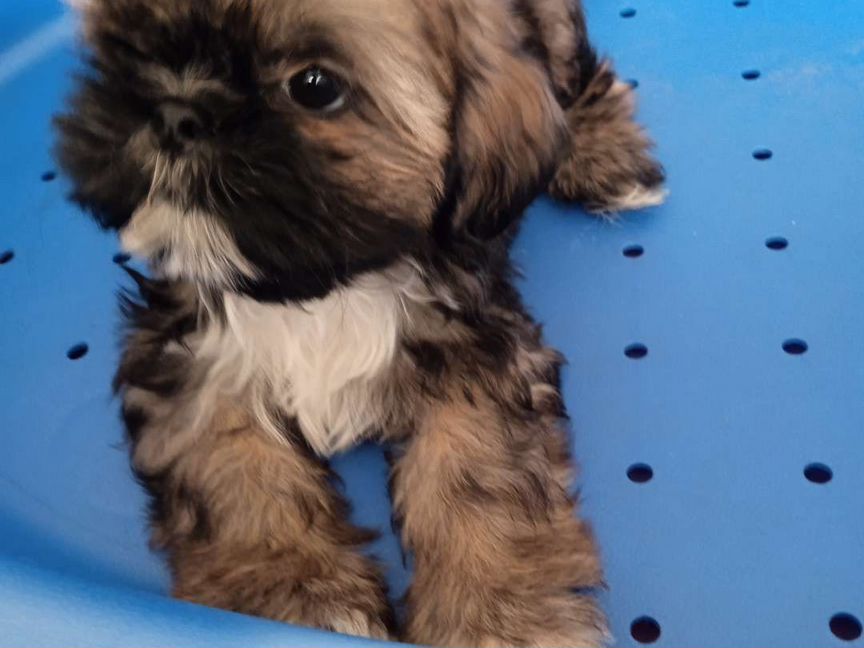 Щенки ши-тцу