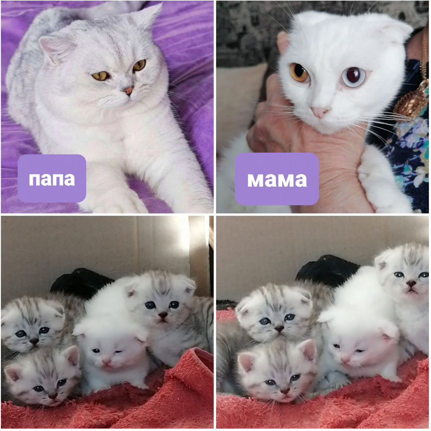 Котята Шотландской породы
