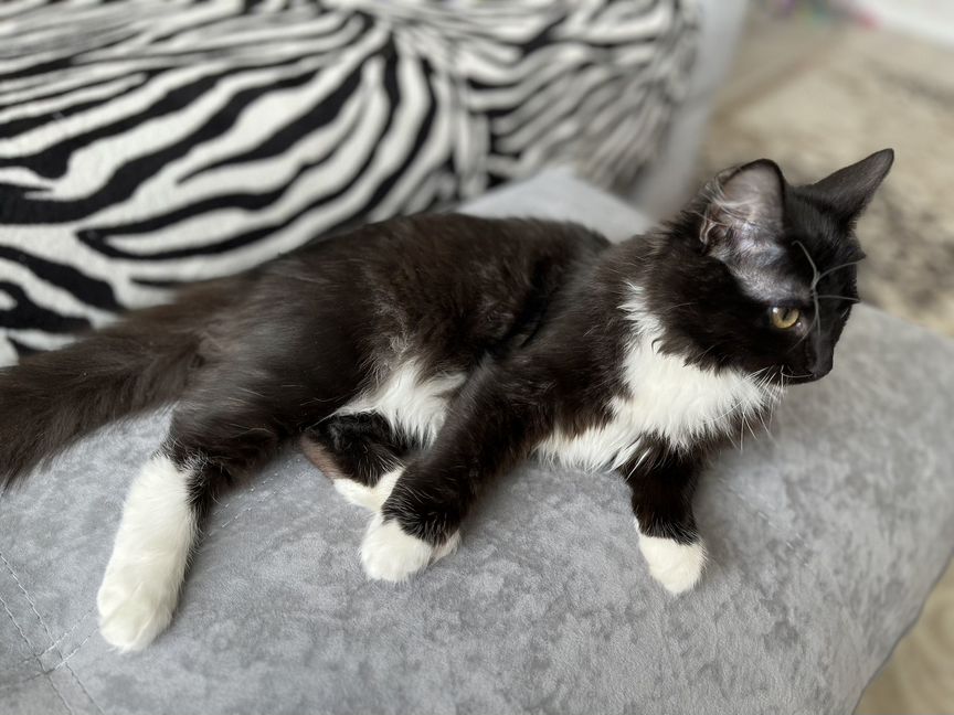 Отдам котенка в добрые руки