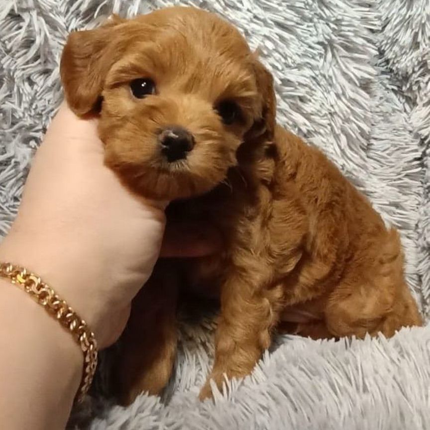 Девчуля мальтипу ф1 мини