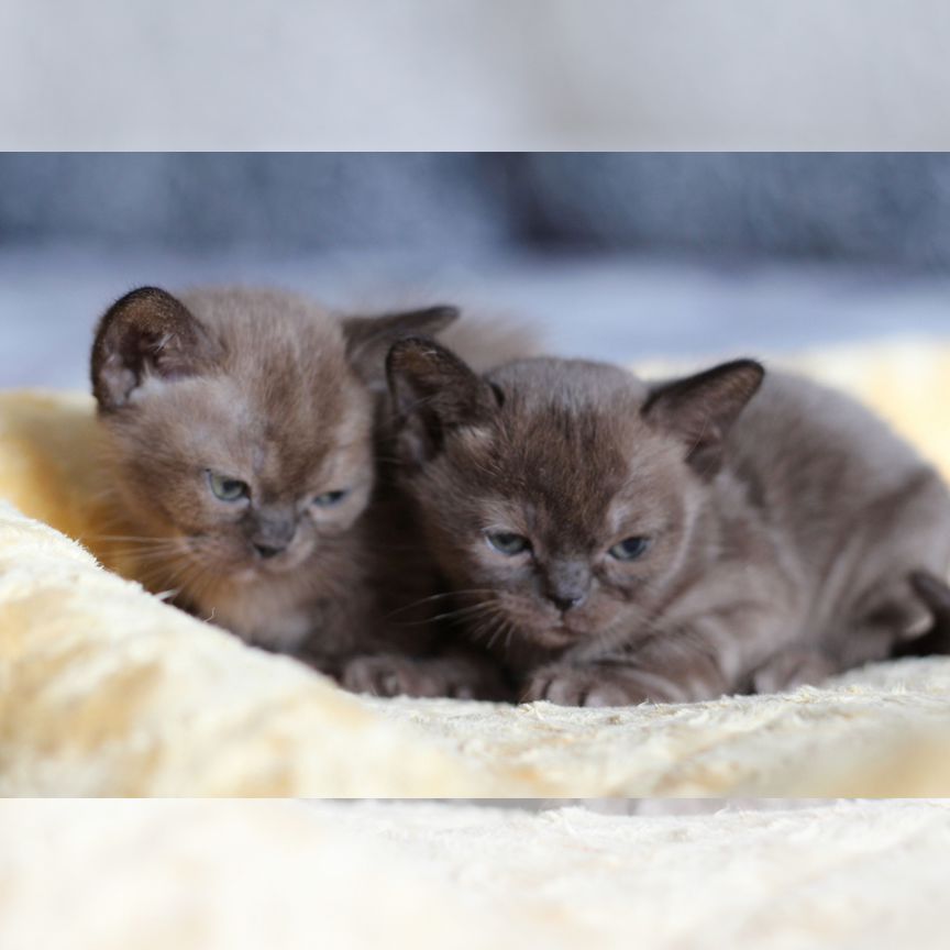 Бурманские котята из питомника