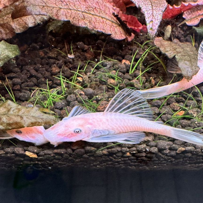 Сом - Анцисирус 144 белый