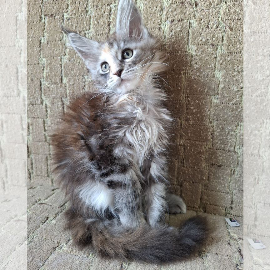 Котенок Мейн-кун
