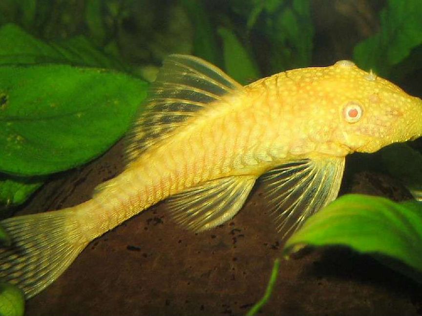 Анциструс золотой