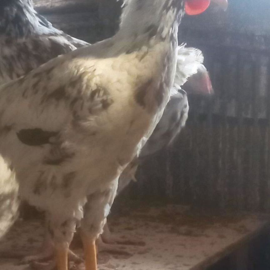 Ливенские ситцевые