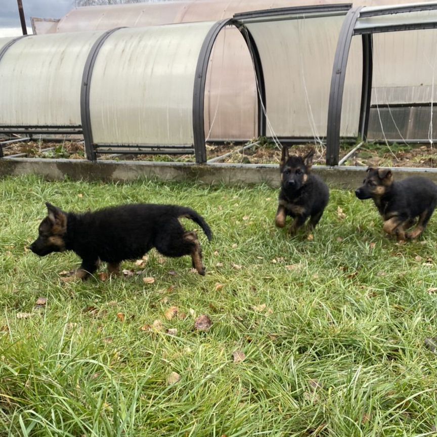 Продам щенят немецкой овчарки (чистокровные)