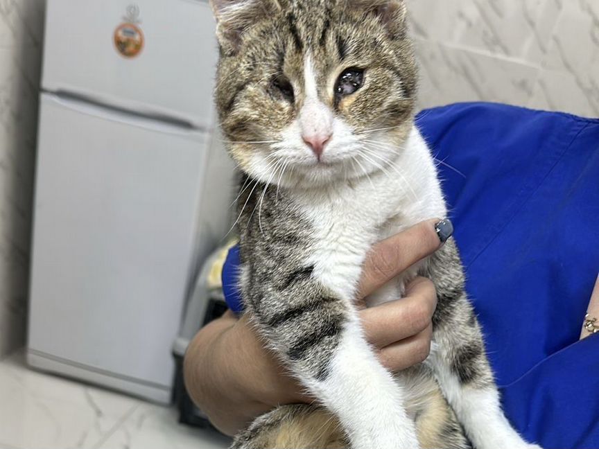 Слепая кошечка