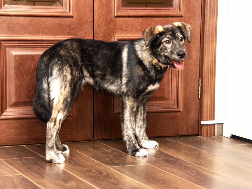 Щенок-малышок Скай в добрые руки