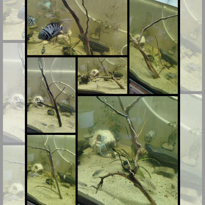 Коряги для аквариума