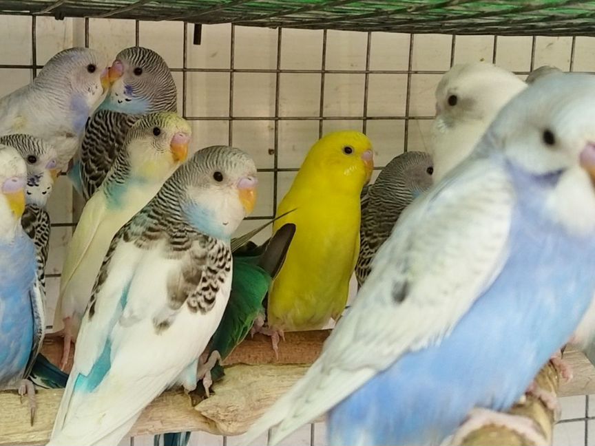 Попугайчики 2мес Волнистики