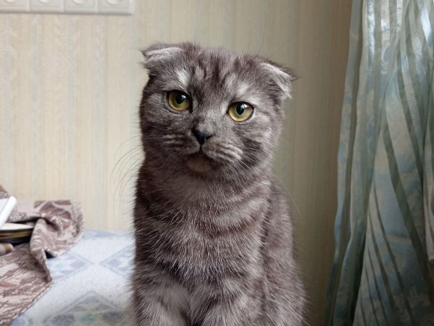 Шотландская вислоухая и тигриная кошка