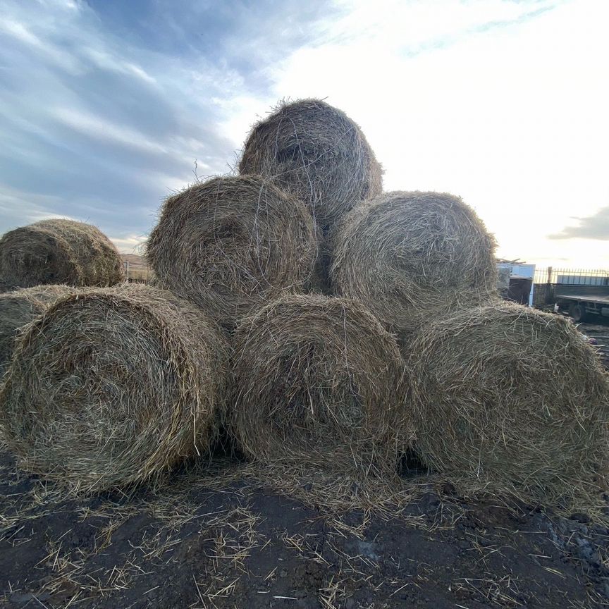 Сено в рулонах