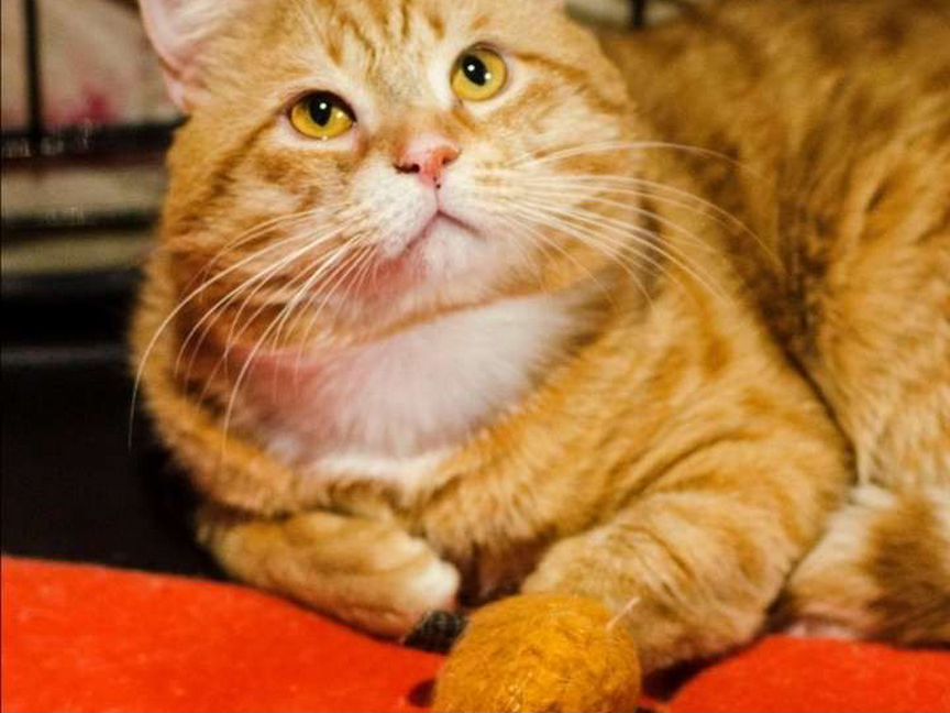 Котик Персик в хорошие руки