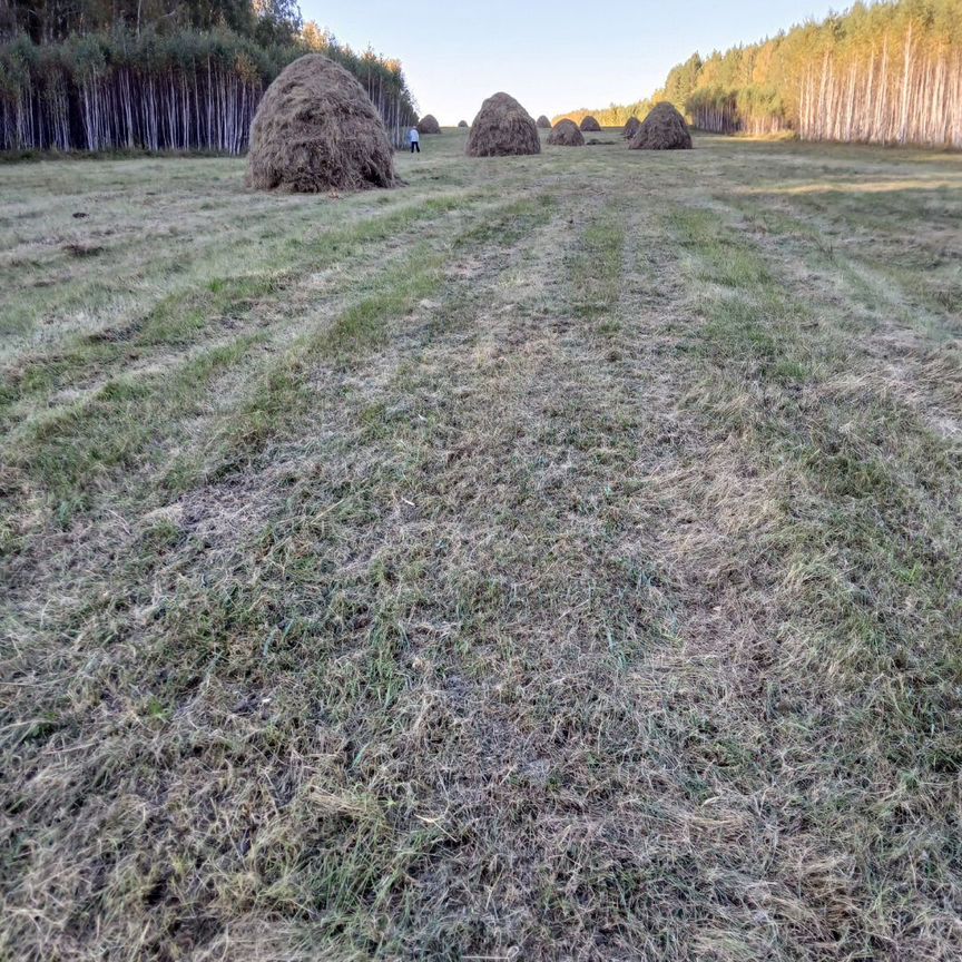 Сено